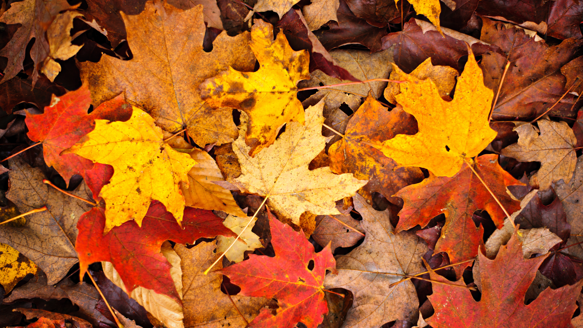 Fall Collection – Enhance Candle Company